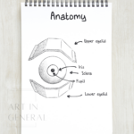 How To Draw Eyes Step-by-Step – Art In General